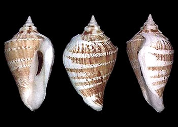 凤螺总科 Strombacea 蓝色动物学（中国动物学科普）